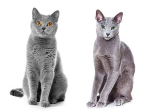 Raça de gato Azul Russo: conheça o gato que quase foi extinto