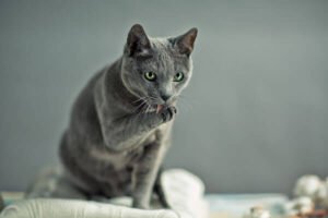 Raça de gato Azul Russo: conheça o gato que quase foi extinto