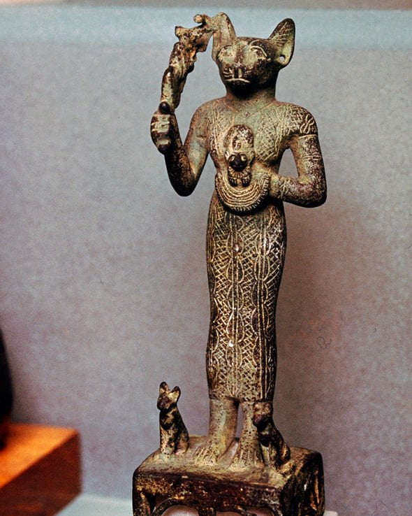 Mau Egípcio: conheça o gato amado pelos faraós - Sou Gato