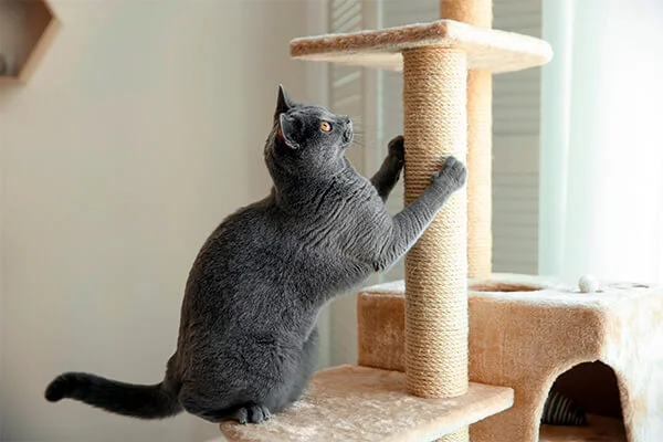 Como gatificar a casa e torná-la um paraíso para seu gato?